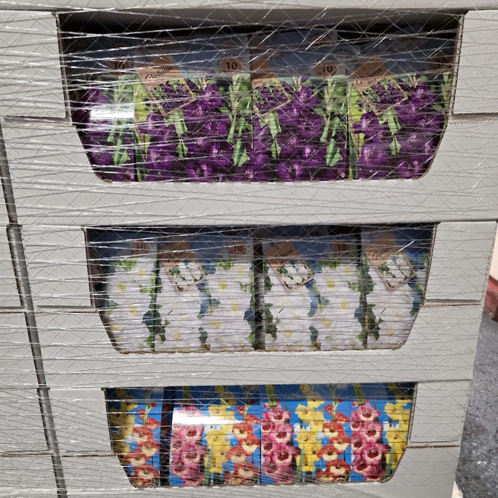 Pallet zomerbloeiers - bloembollen - per pallet - 1.290 zakjes per ...